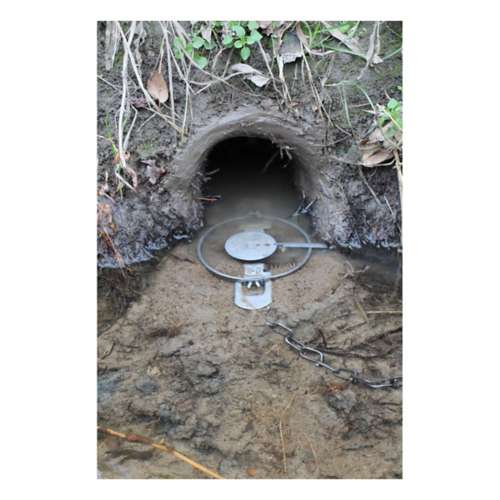 Duke Coil Spring Traps | SCHEELS.com