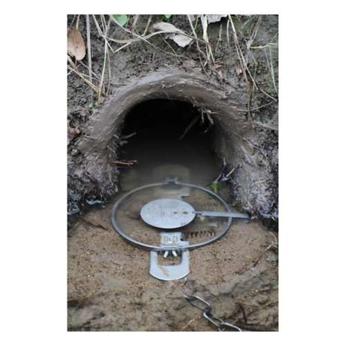 Duke Coil Spring Traps | SCHEELS.com