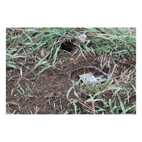 Duke Traps Pro Series 650 OS | SCHEELS.com