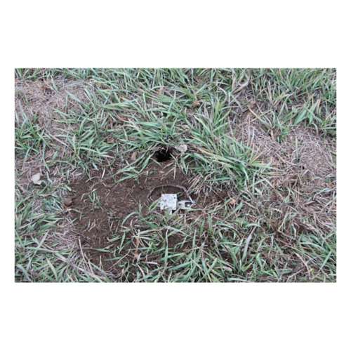 Duke Traps Pro Series 650 OS | SCHEELS.com