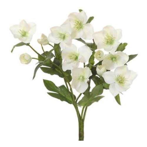 Allstate Floral 14" Helleborus Bush | SCHEELS.com
