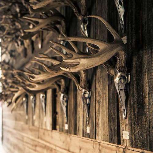 Do-All Iron Buck Antler Mount | SCHEELS.com