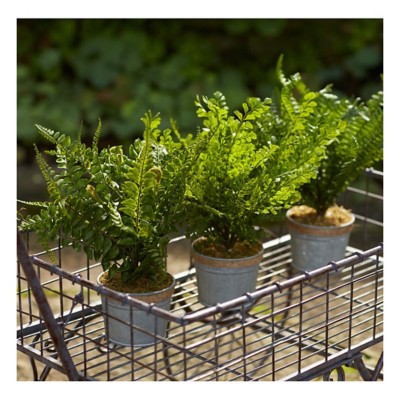 Melrose International Fern Plant in Tin Pot with Jute Accent (Set of 3)