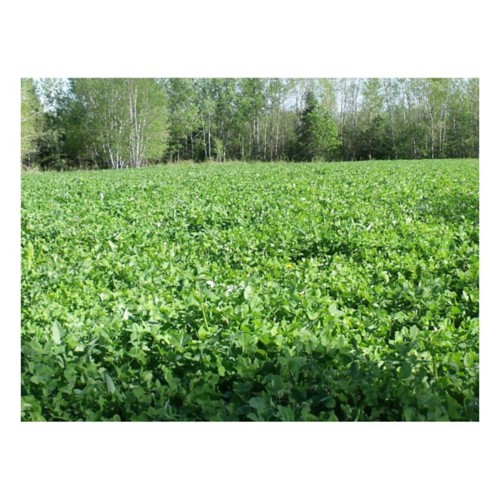 Antler King Trophy Clover Food Plot Mix