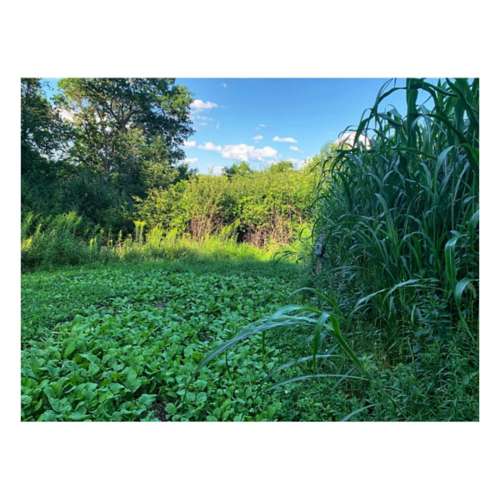 Domain Outdoor Incognito Minimal Till Food Plot Mix | SCHEELS.com