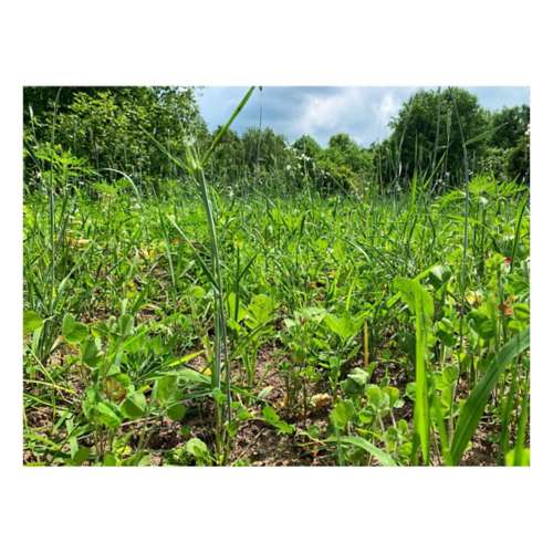Domain Outdoor Overhaul Food Plot Mix | SCHEELS.com