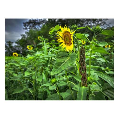 Domain Outdoor Dirty Bird Food Plot Mix | SCHEELS.com