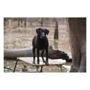 MOmarsh Final Stand Dog Platform | SCHEELS.com