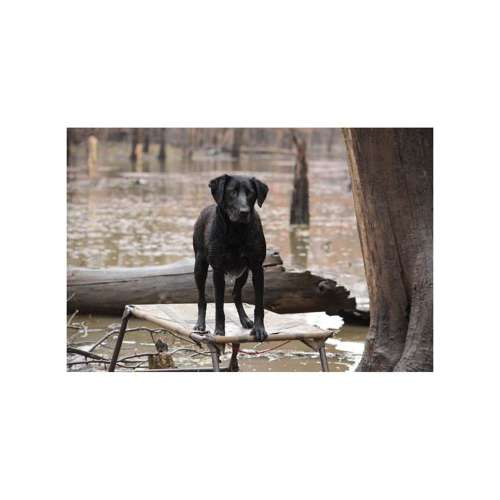 MOmarsh Final Stand Dog Platform | SCHEELS.com